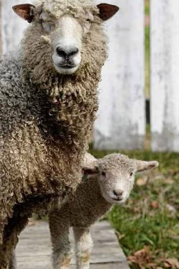 Sheep Shearing | Williamsburg Families